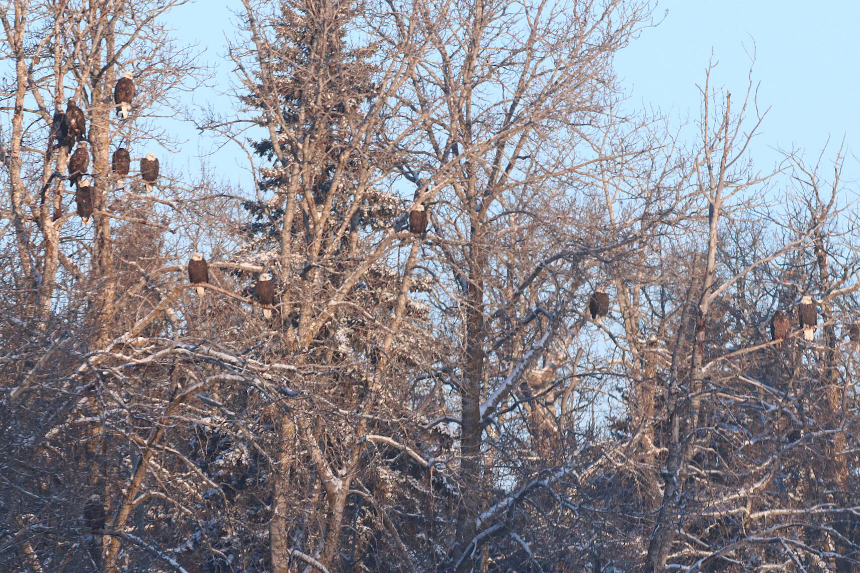 About 100 bald eagles spotted near Gull Lake | Sylvan Lake News