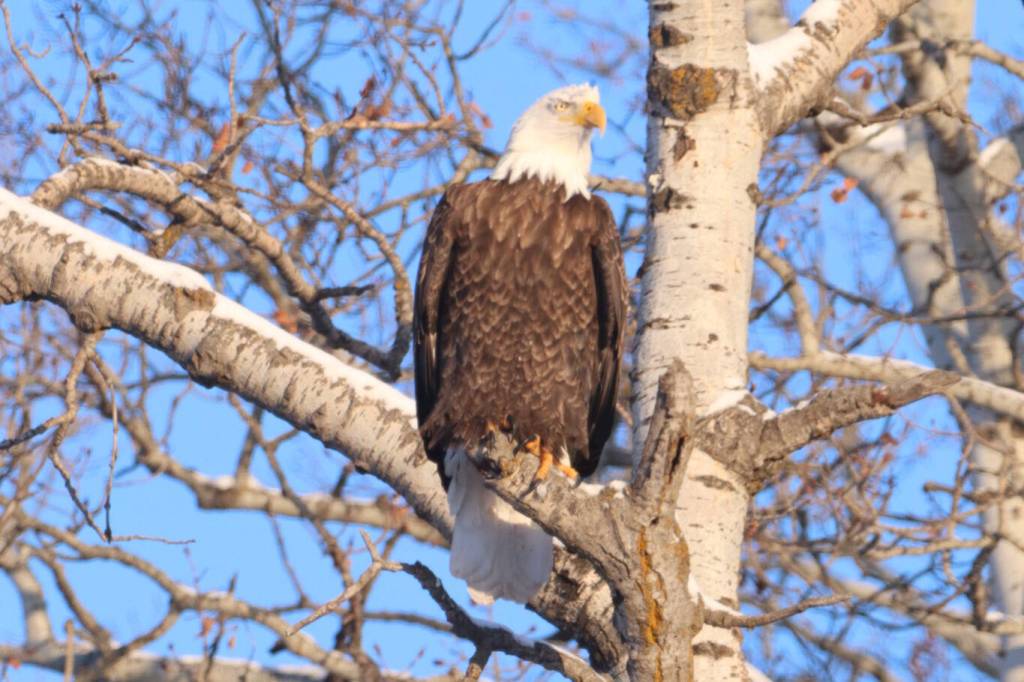 About 100 bald eagles spotted near Gull Lake | Sylvan Lake News